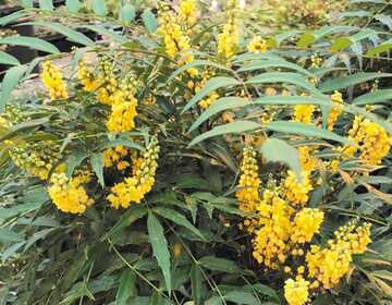 2024 Southeastern Plant Symposium Auction | ClickBid Event Fundraising