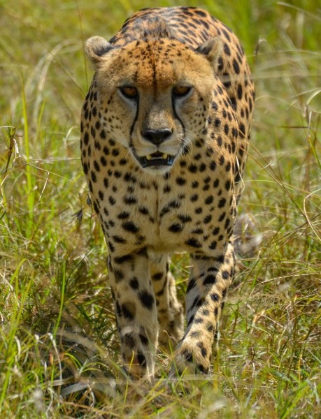 Children Trust Michigan | Item Preview: Eye Contact with a Cheetah!