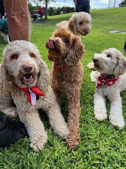 Dining with Dogs "Salute To Our Heroes" | ClickBid Mobile Bidding