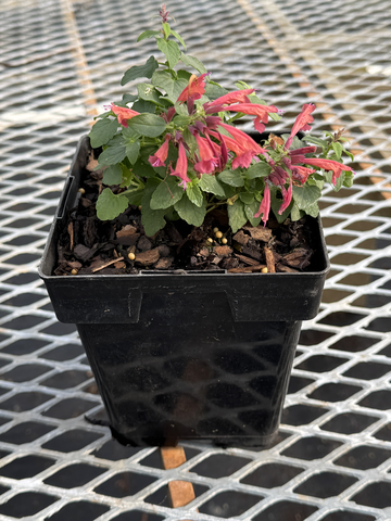 Item image, missing description