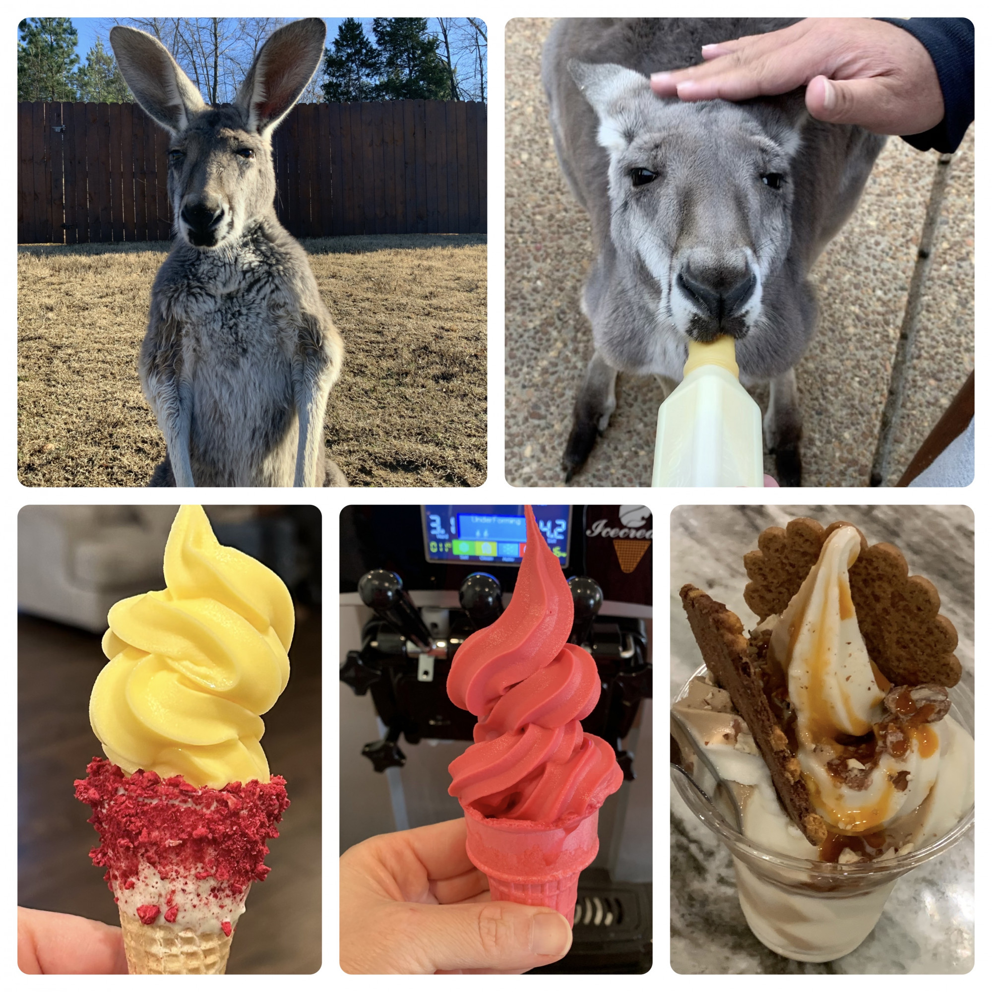 Spreading Sunshine | Item Preview: Kangaroo Encounter & Soft Serve